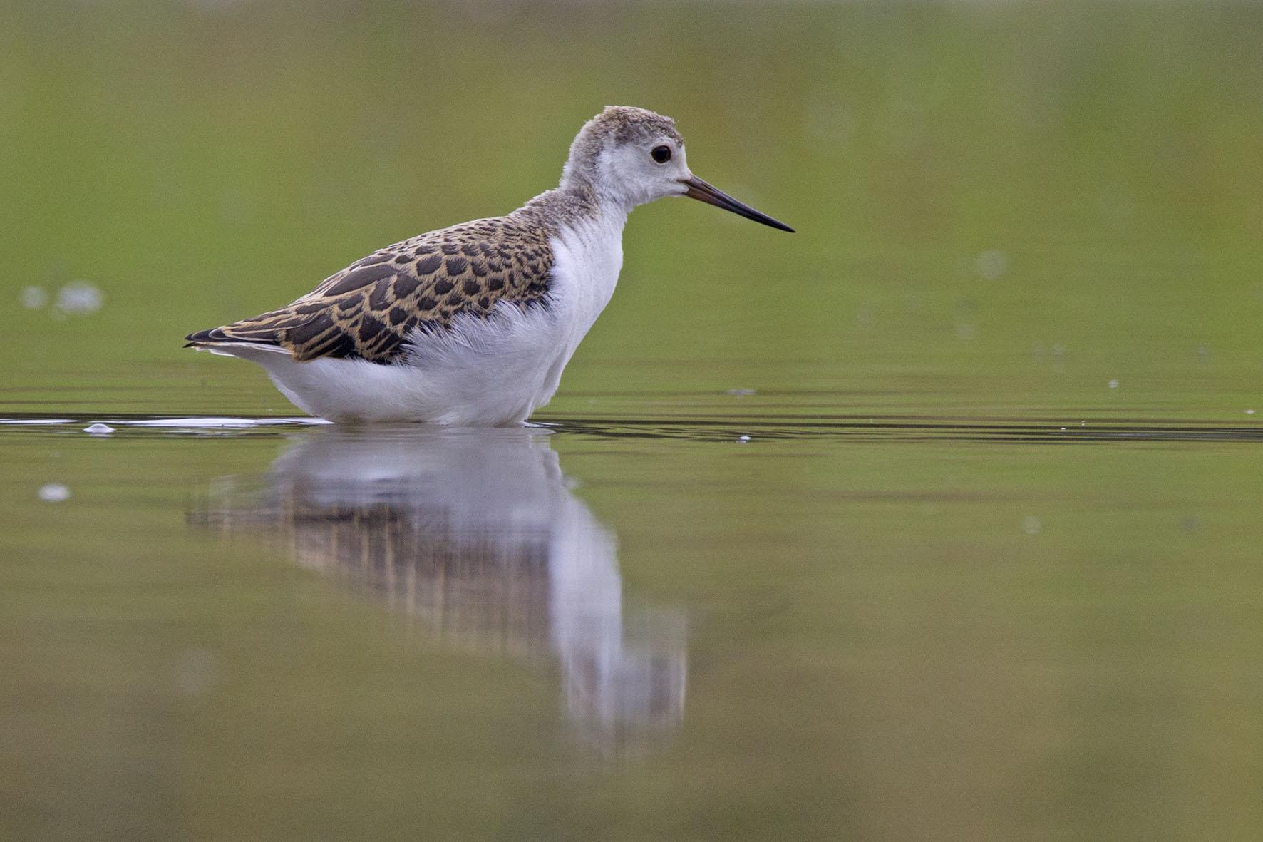 Zeldzame broedvogels uit Zuid-Holland-Noord in 2023 | Sovon